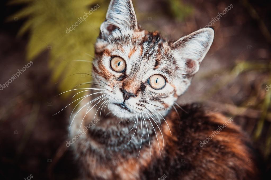 Little kitty — Stock Photo © liukov #83019098