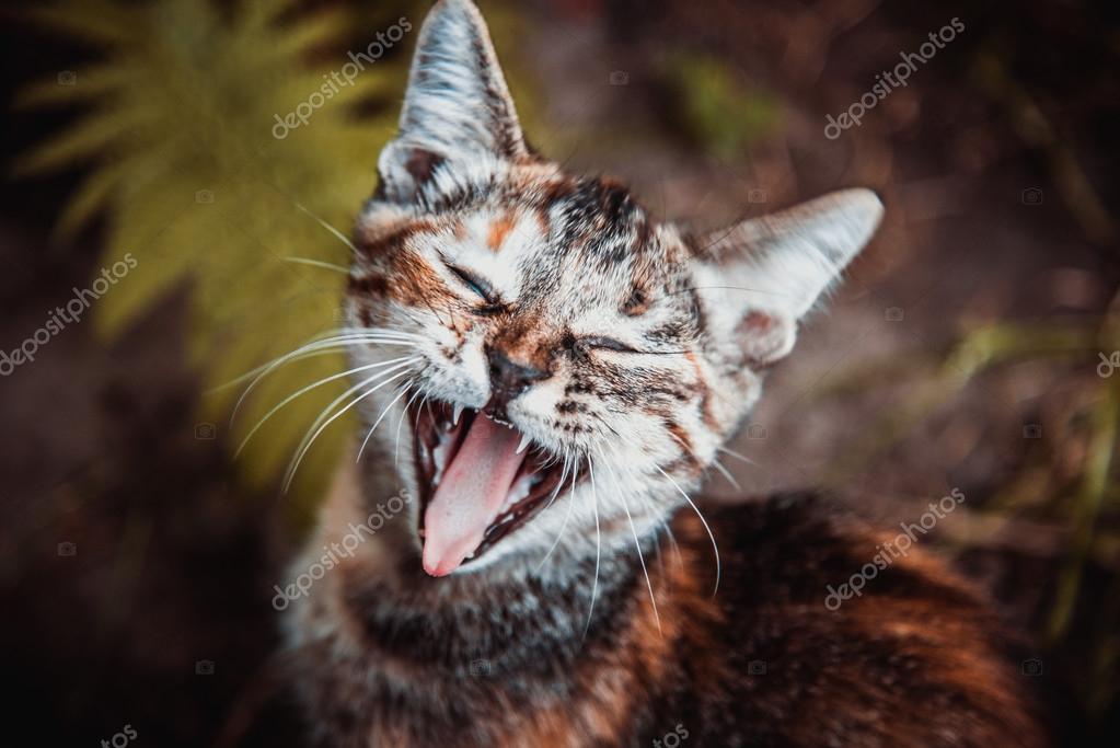 Small cat meows Stock Photo by ©liukov 83019126