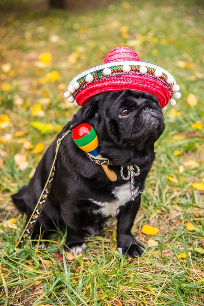 ᐈ Dogs in halloween costumes stock pictures, Royalty Free dog costumes ...