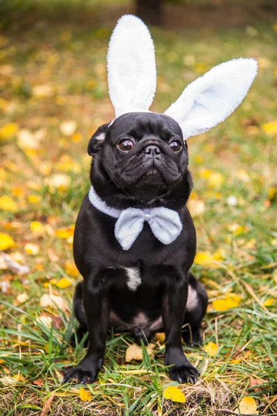 Dog Mops. Dog dressed as white rabbit. - Stock Image - Everypixel