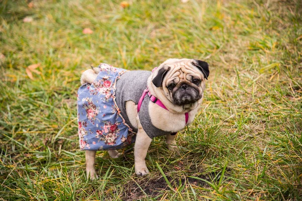 Dog Mops. Dog walking in the park Stock Photo by ©liukov 87922028