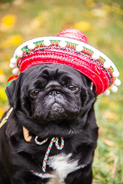 Mexico funny Stock Photos, Royalty Free Mexico funny Images | Depositphotos