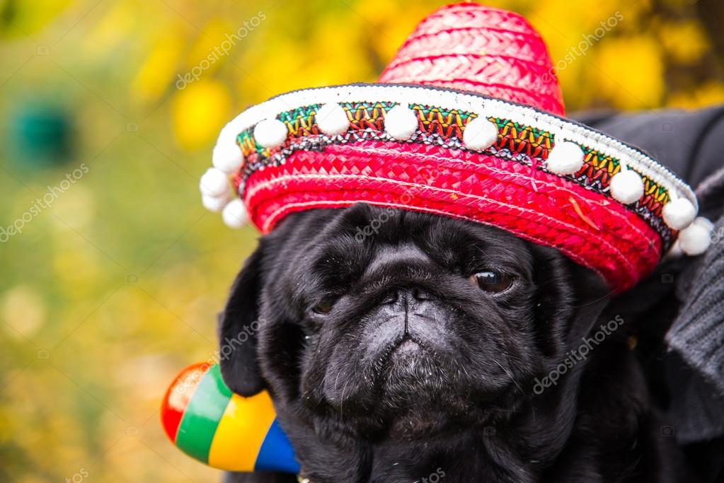 Dog Mops. Dog dressed as a Mexican. hat sombrero — Stock Photo © liukov ...