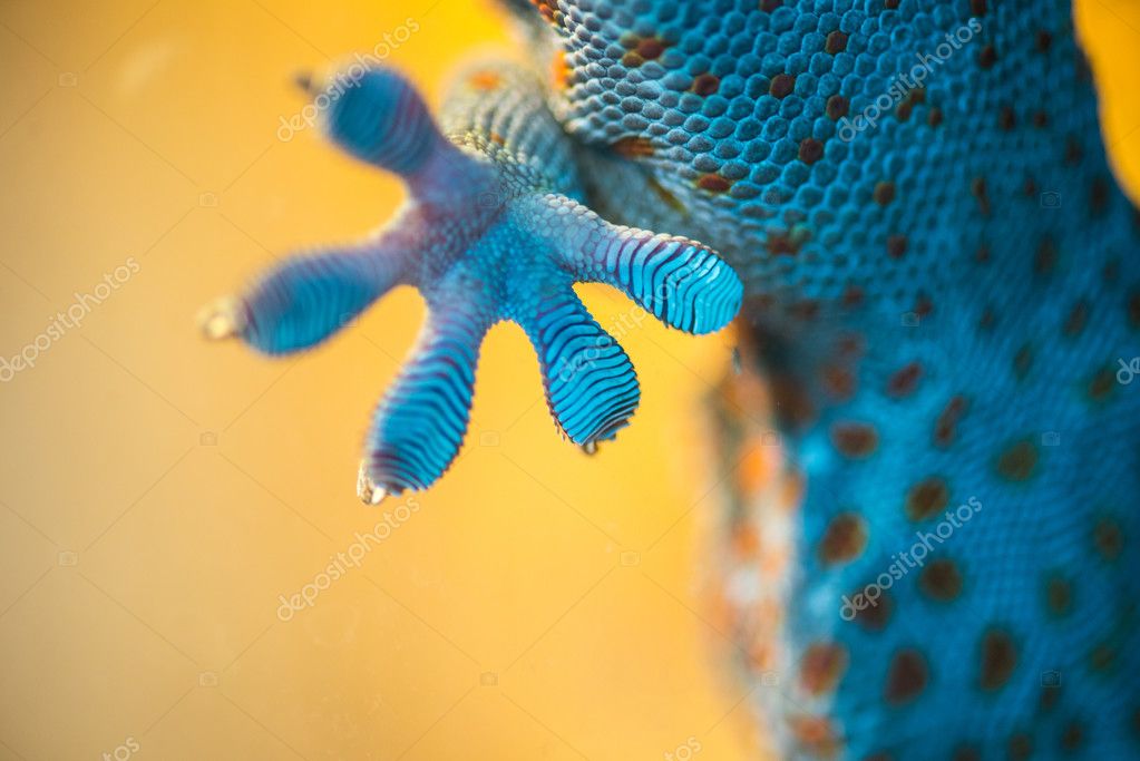 Lapa lizard. Lapa lizard — Stock Photo © liukov #93249184