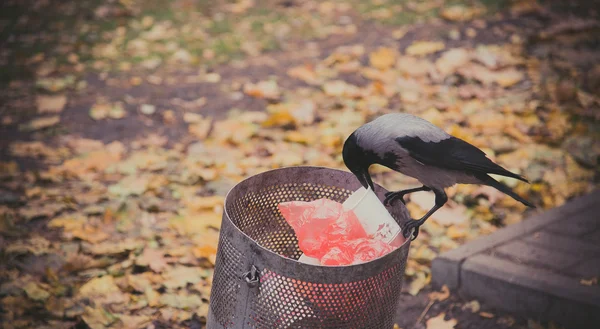 Animals in pine forest Stock Photos, Royalty Free Animals in pine ...