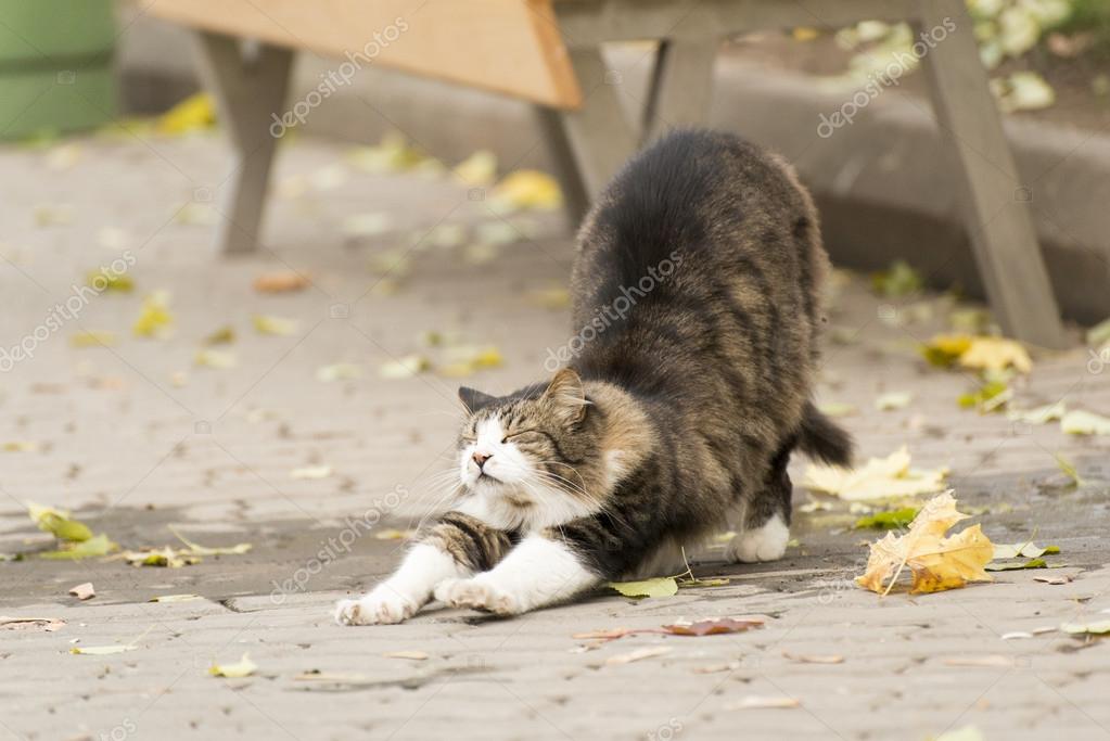 Cat Stretching