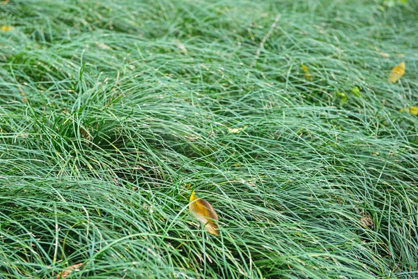 Barnyard grass Stock Photos, Royalty Free Barnyard grass Images ...