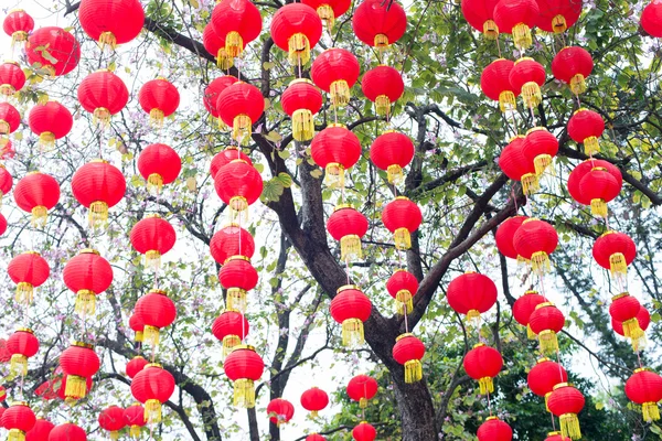 Chinese lantern tree Stock Photos, Royalty Free Chinese lantern tree ...