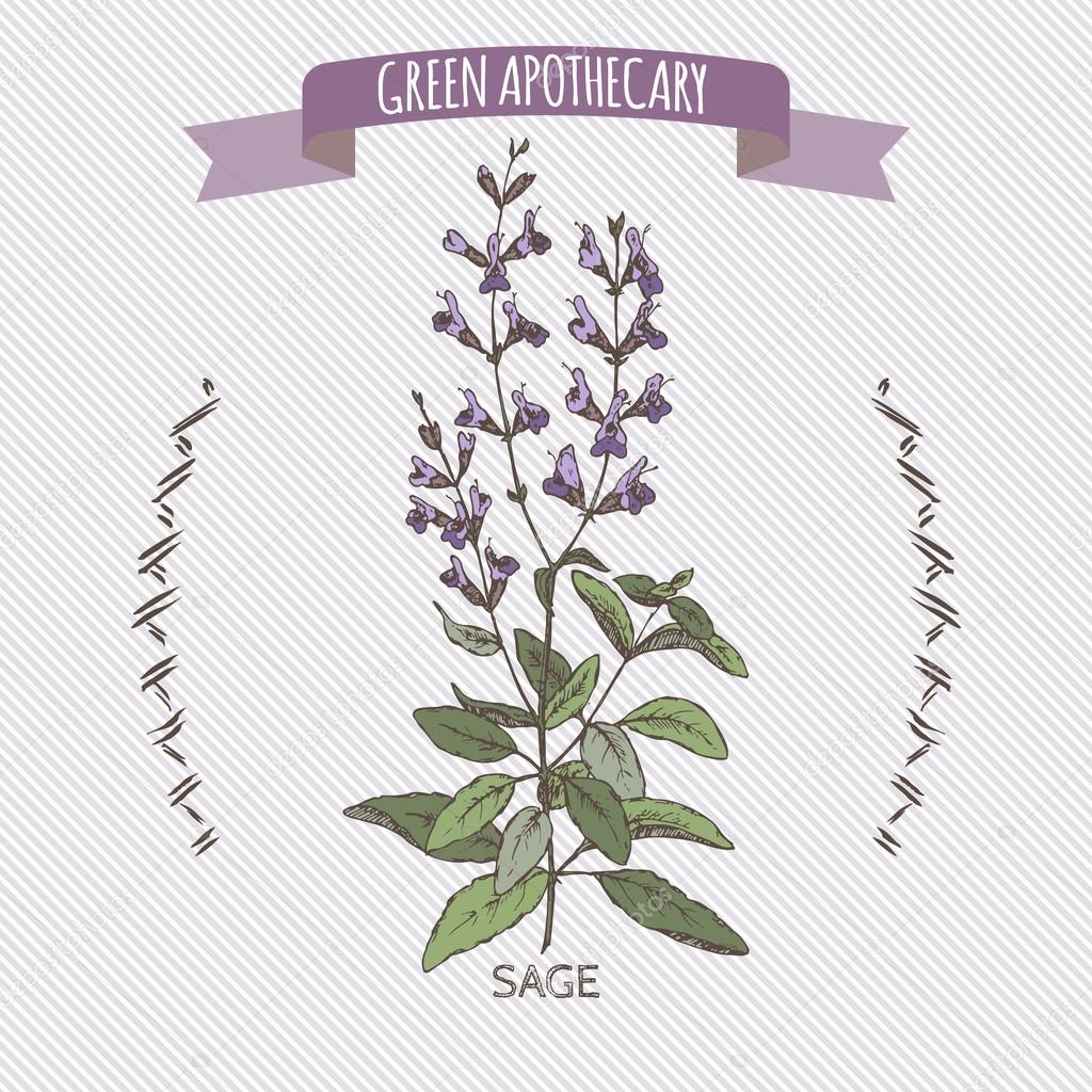 Salvia Officinalis Smoking