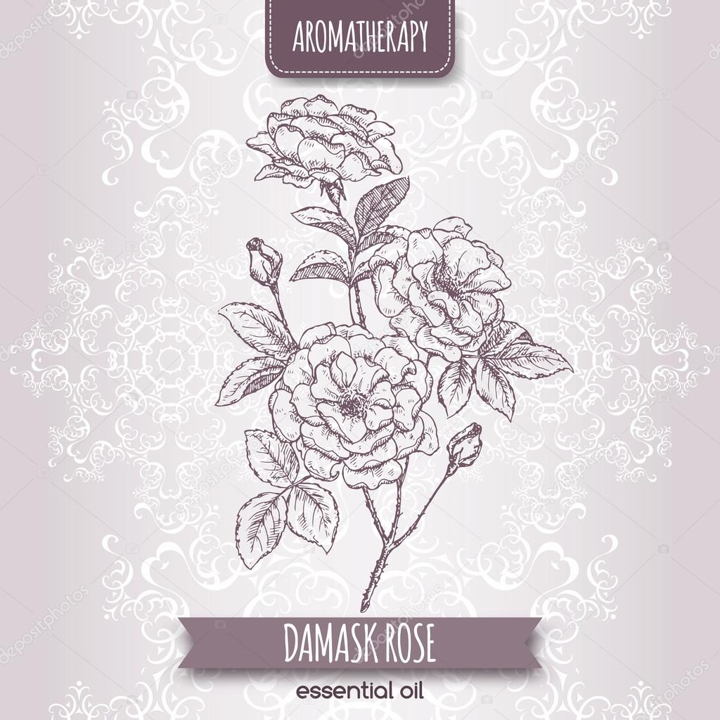 Rosa damascene aka Damask rose sketch Stock Vector Image by ©msokolyan ...