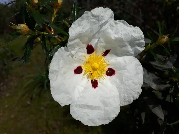 Cistus horrens fotos de stock, imágenes de Cistus horrens sin royalties ...
