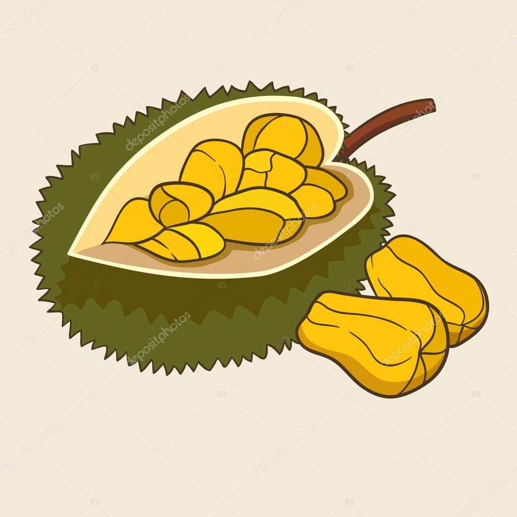 Jackfruit Vector