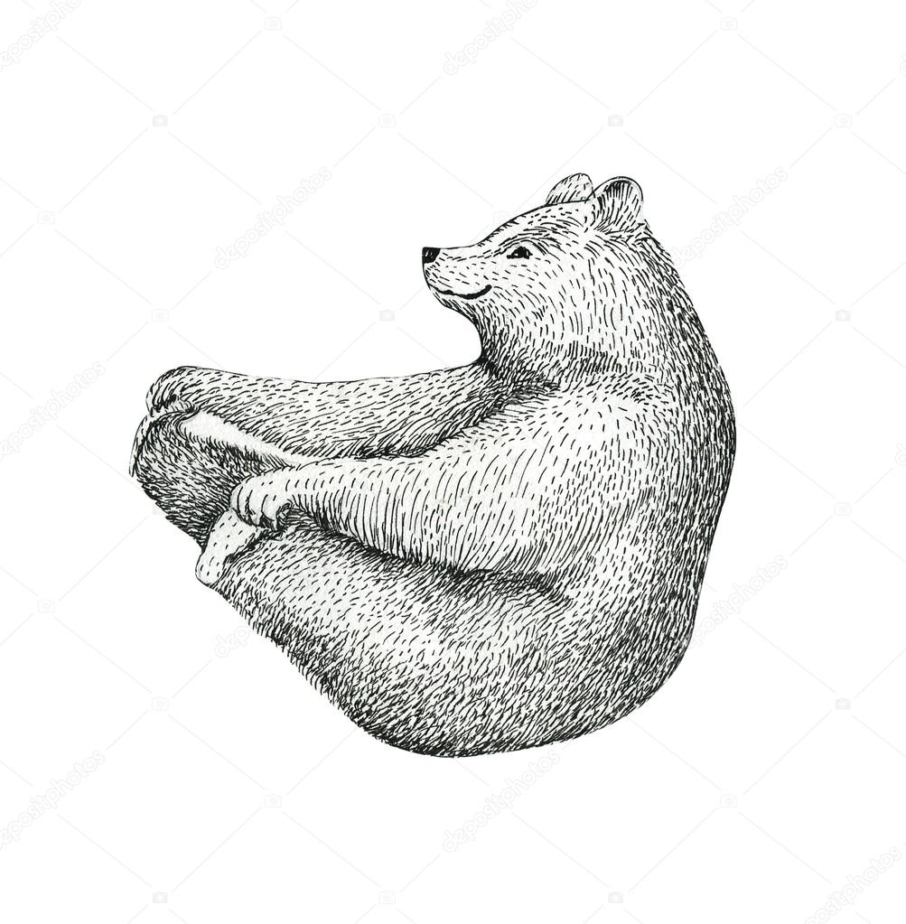 Pictures: hand drawn bear | Hand drawn bear — Stock Photo © mykef ...