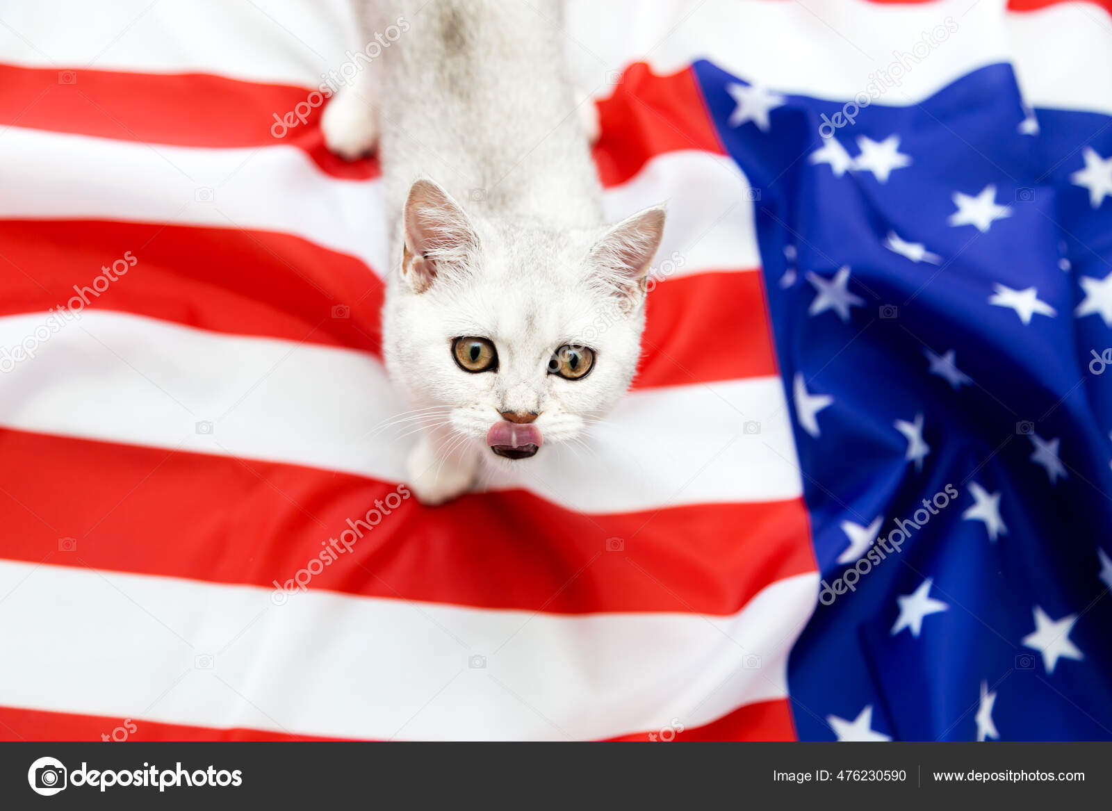 Patriotic Kittens