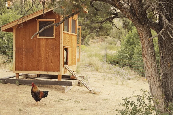 Chicken Coop — Stock Photo © randy611 #19663315