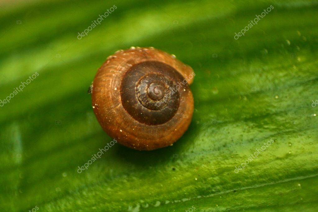 Winkle Stock Photo by ©Overcome 61587949