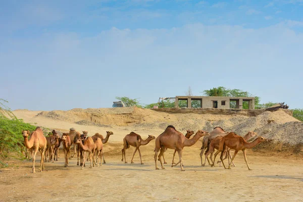 Camel house Stock Photos, Royalty Free Camel house Images | Depositphotos