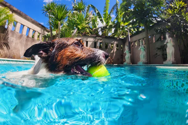 Funny dog swim in pool - Stock Image - Everypixel