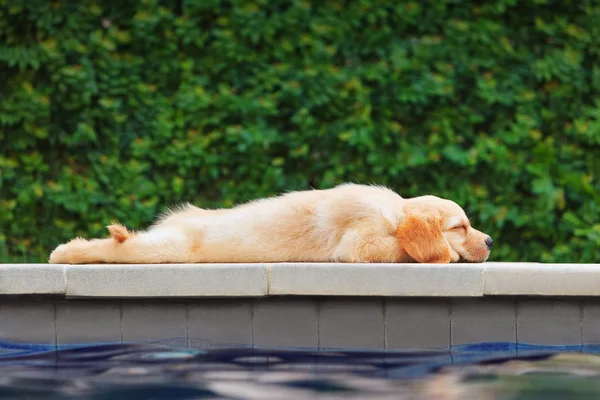 Funny golden retriever labrador puppy lying stretched at poolside ...