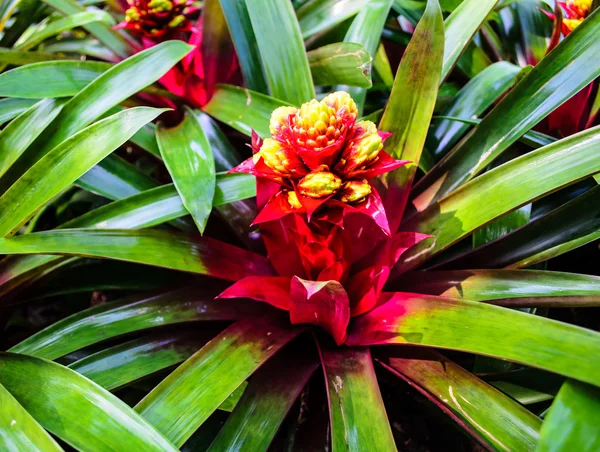 Pineapple flower Stock Photos, Royalty Free Pineapple flower Images ...