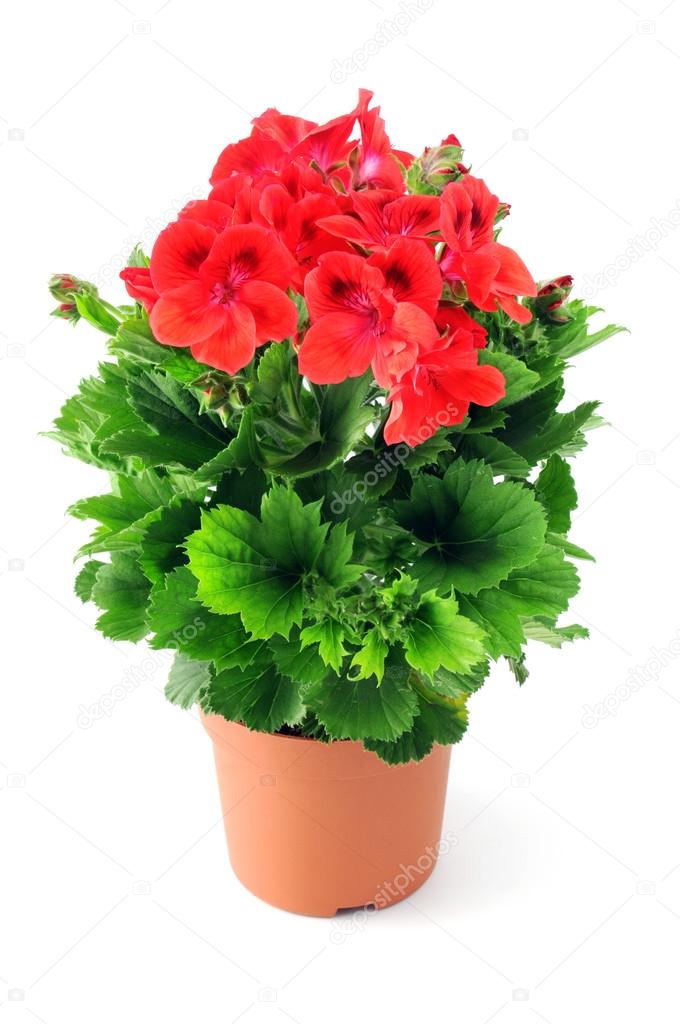Potted Red Geraniums