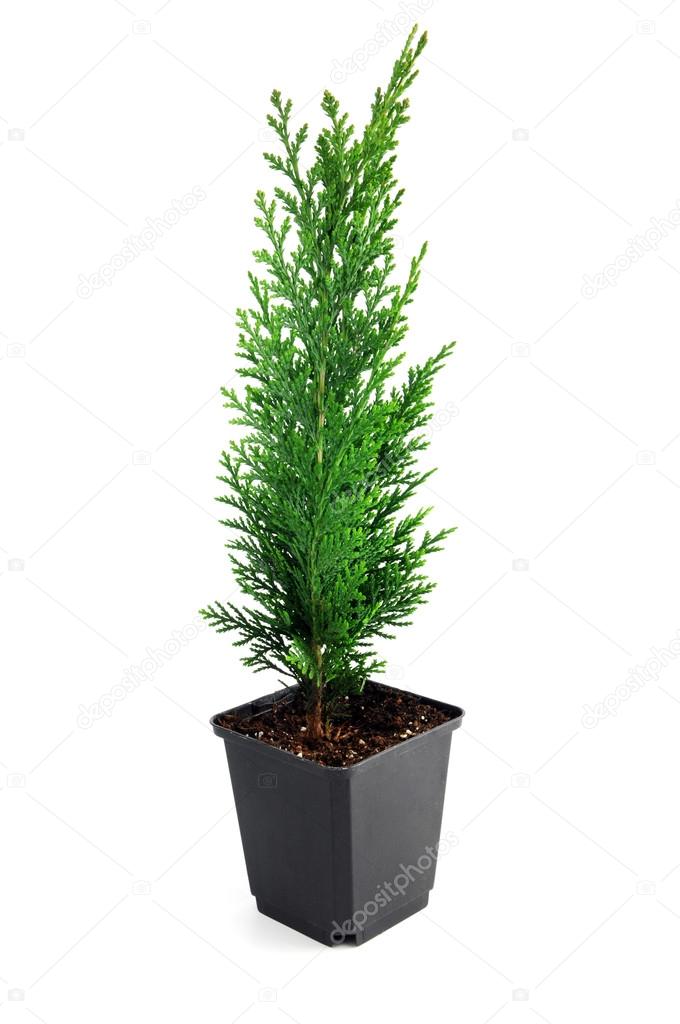 Thuja seedling in a flowerpot Stock Photo by ©lcrms7 97083236