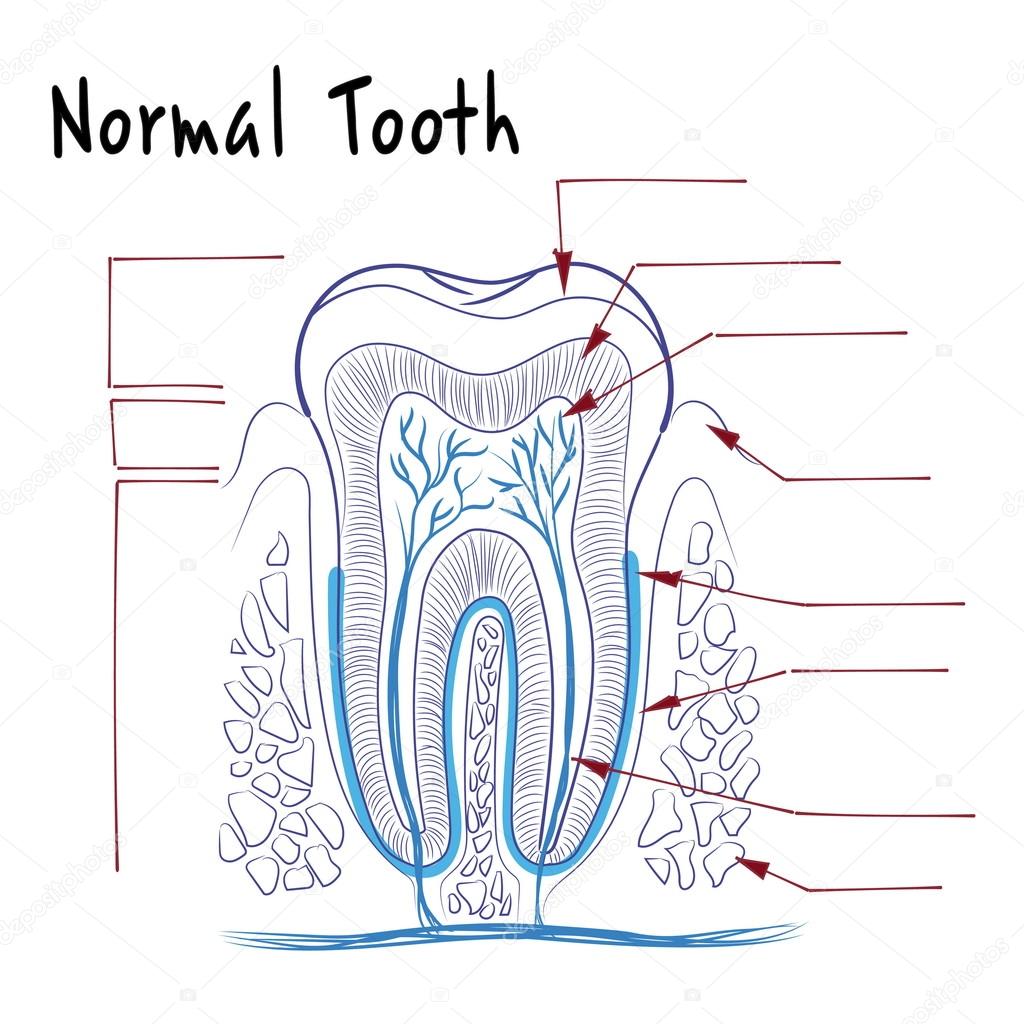 Estructura De Un Diente