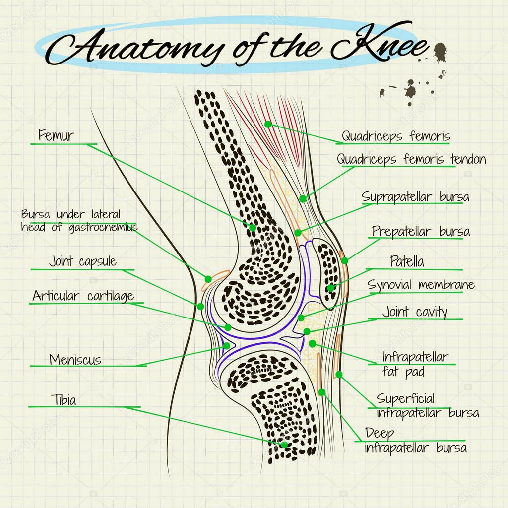 Estructura de la rodilla Vector de stock por ©Silbervogel 72406481