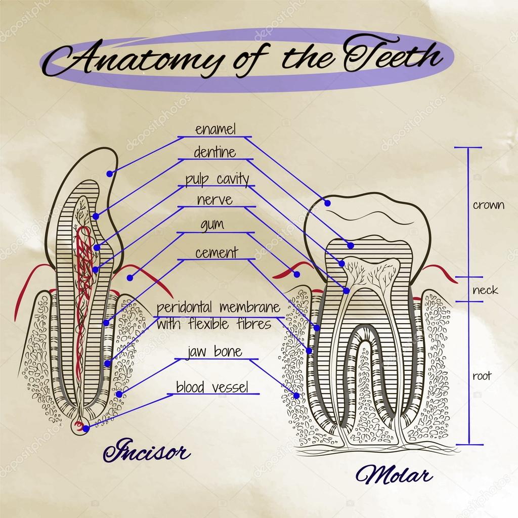 The structure of human tooth Stock Vector Image by ©Silbervogel #75893955
