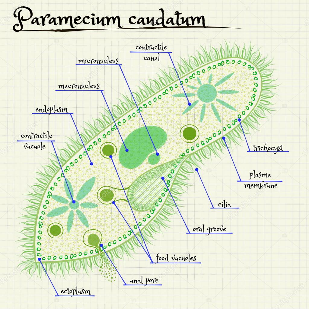 Paramecium Drawing