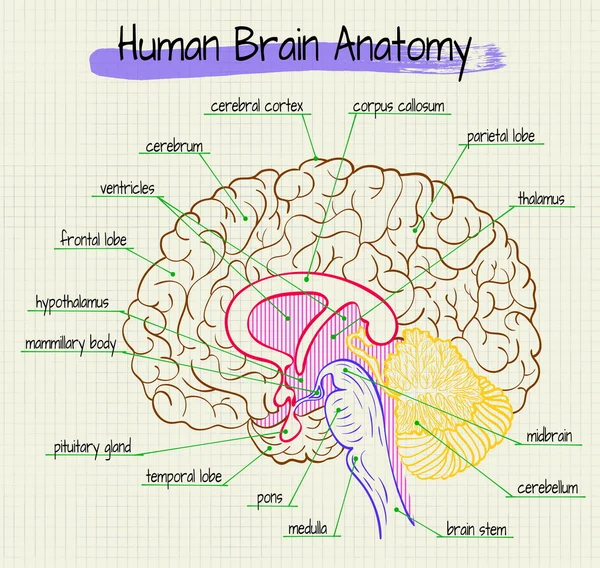 The anatomy of the human brain side view - Stock Image - Everypixel