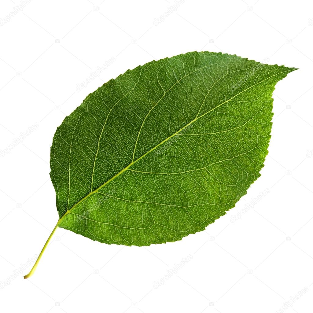 Green Apple Tree Leaves