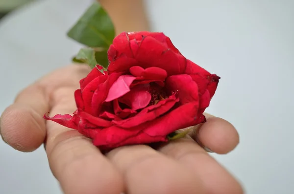 Roses in the bucket Stock Photo by ©oksixx 62043601
