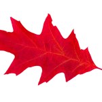 Realistic red maple leaf isolated on white background Stock Vector ...