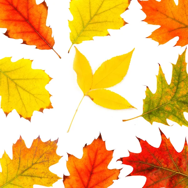 Dry oak leaves — Stock Photo © Zoooom #1440833