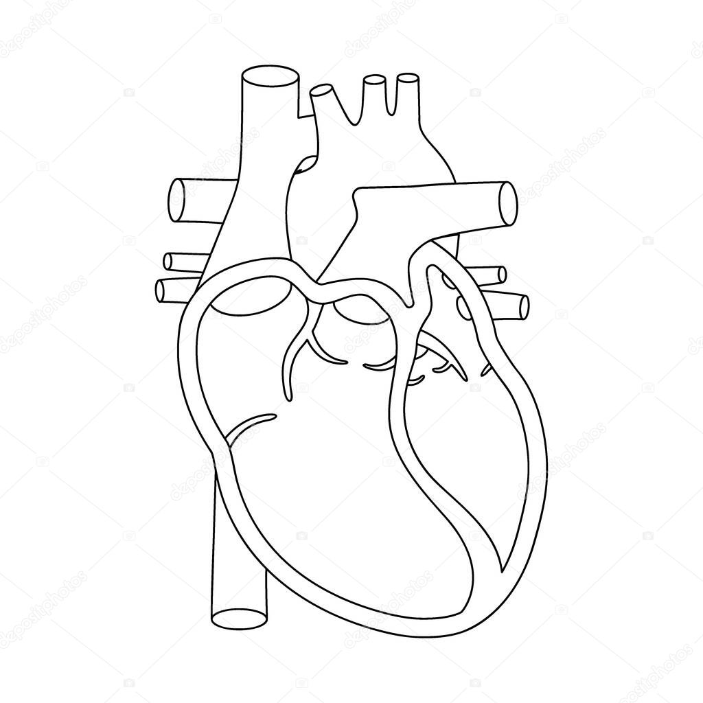 Disegno Del Cuore Anatomicamente Corretto