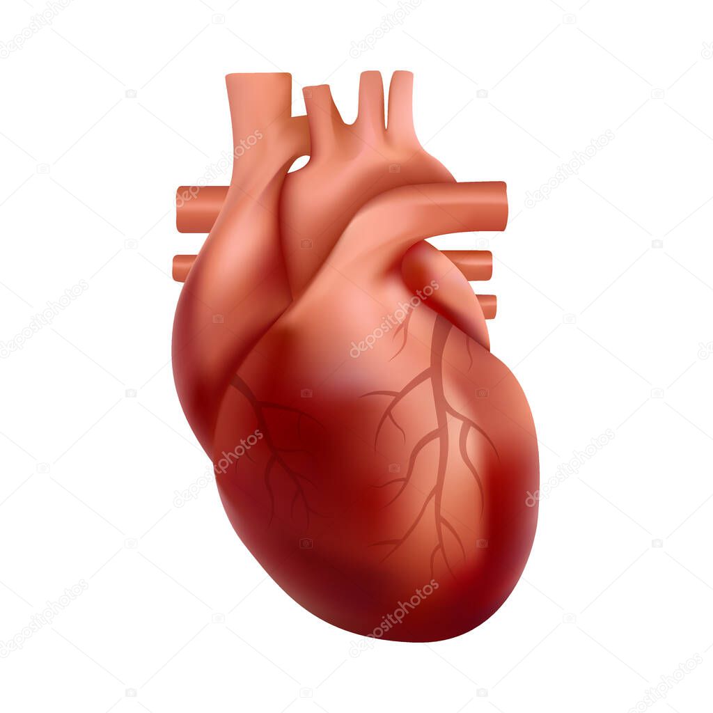 Anatomía realista del órgano interno del corazón humano. ilustración 3d ...
