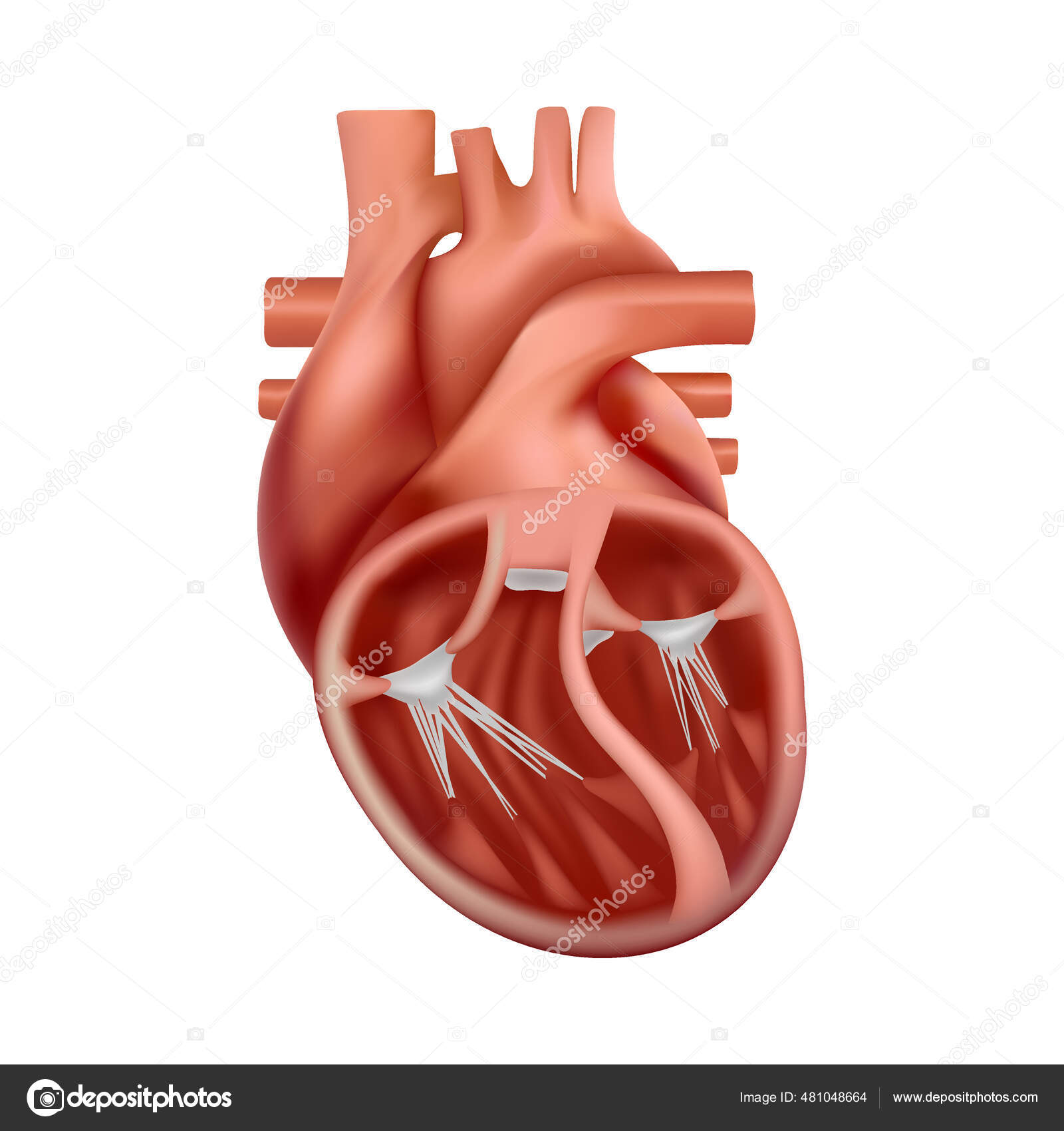Anatomisch Correct Menselijk Hart