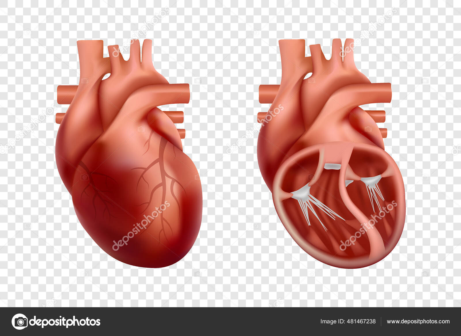 Anatomically Correct Human Heart Diagram