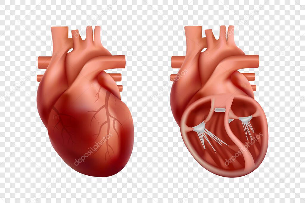 3d anatomía del corazón humano con sección transversal y vista no ...
