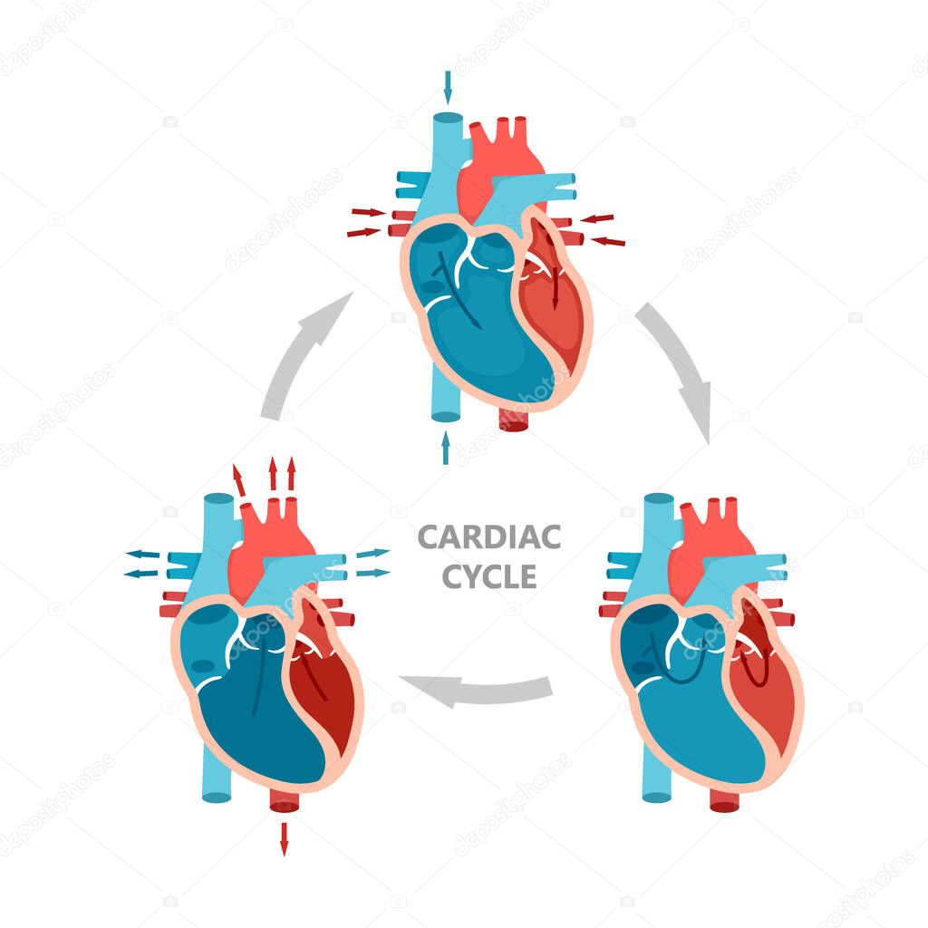 Phases of the cardiac cycle - diastole, atrial systole and atrial ...