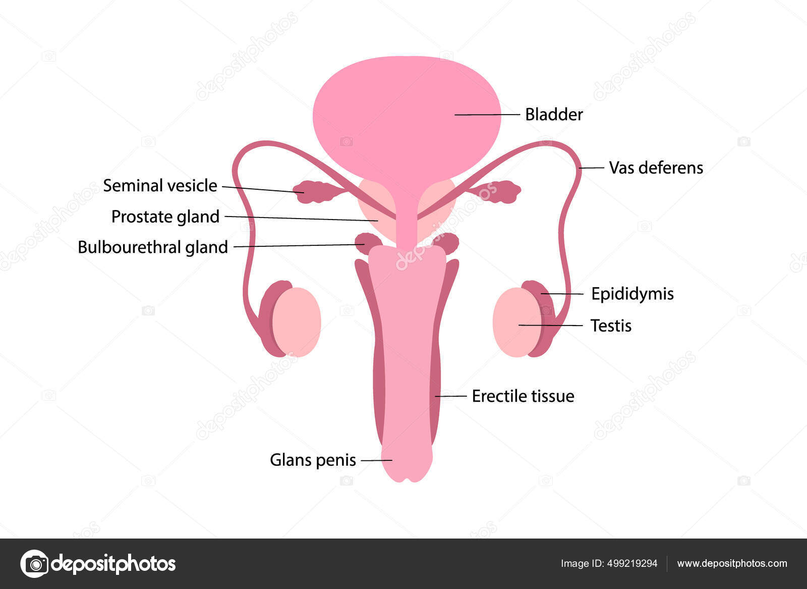 Ilustración vectorial del sistema reproductor humano masculino con ...
