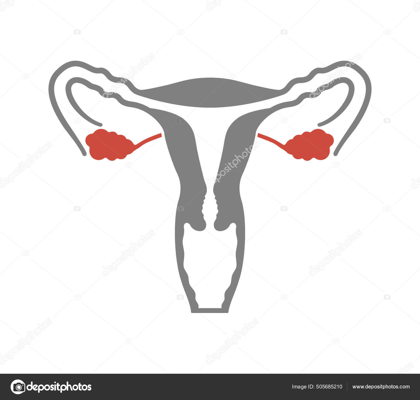 Female human reproductive system with organ marked red color. Medical ...