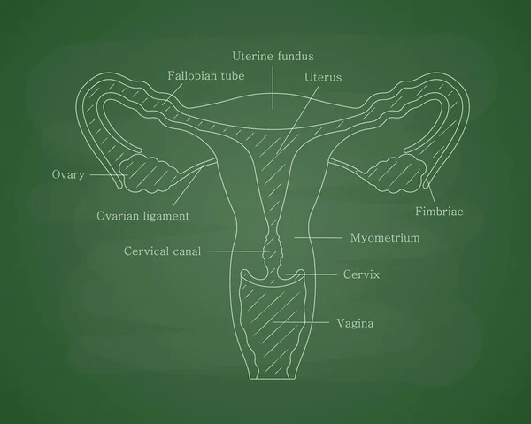 Female vulva anatomy Stock Photos, Royalty Free Female vulva anatomy ...