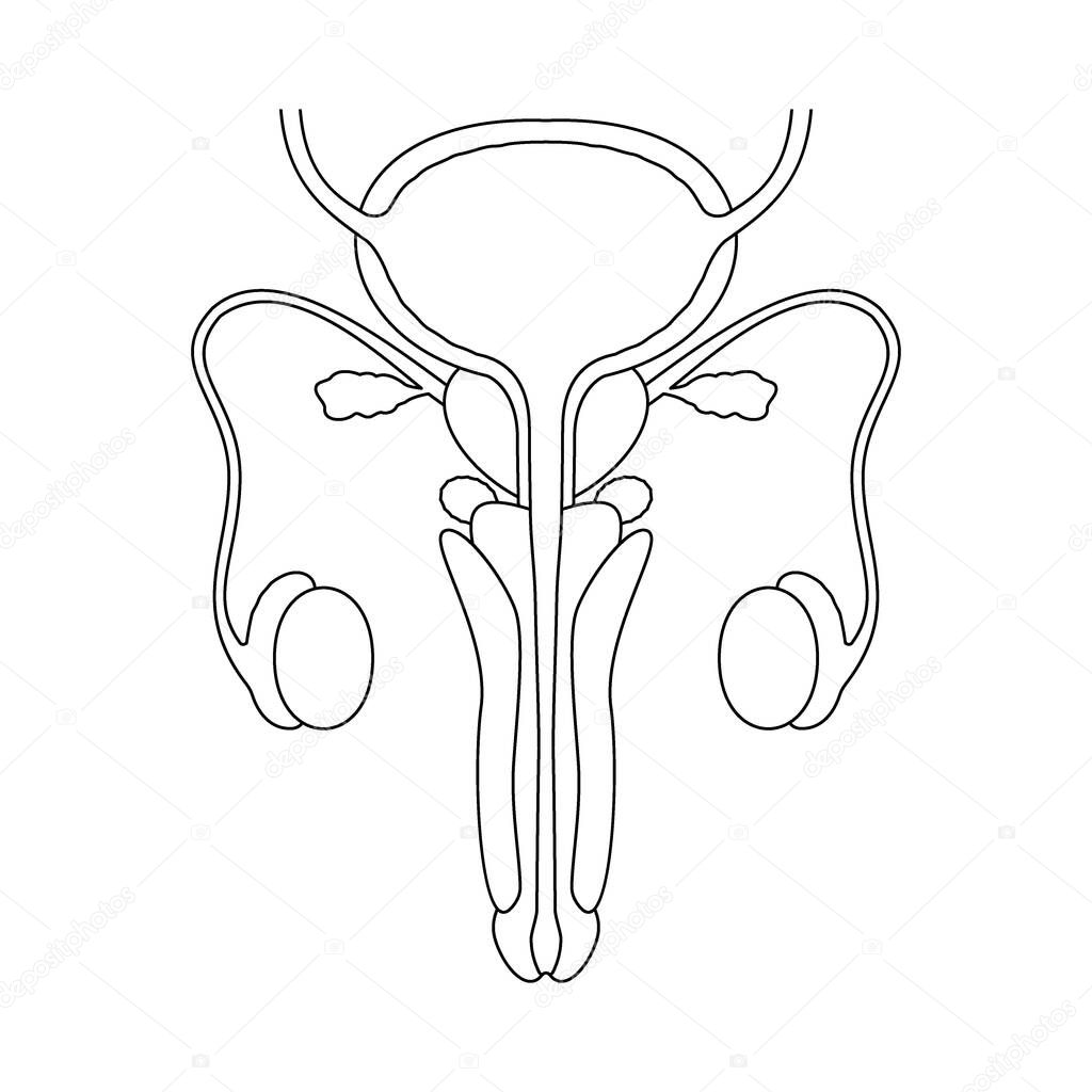 Aparato Reproductor Masculino Para Colorear Sin Nombres Anatom Sketch ...