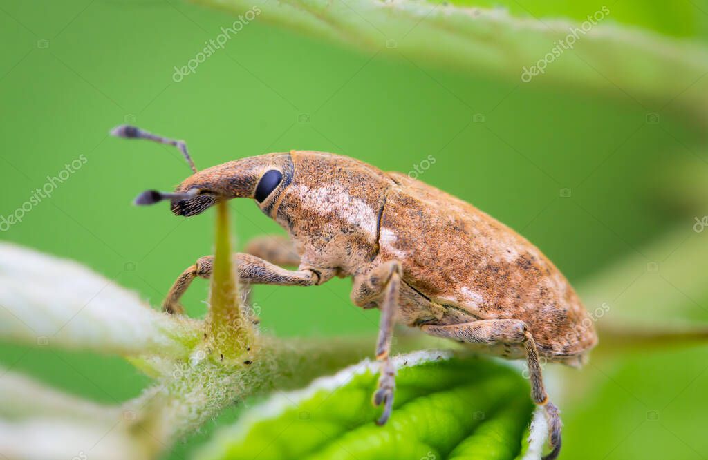 Picudo de arroz, picudo negro (Sitophilus oryzae Linnaeus) Marrón en la ...