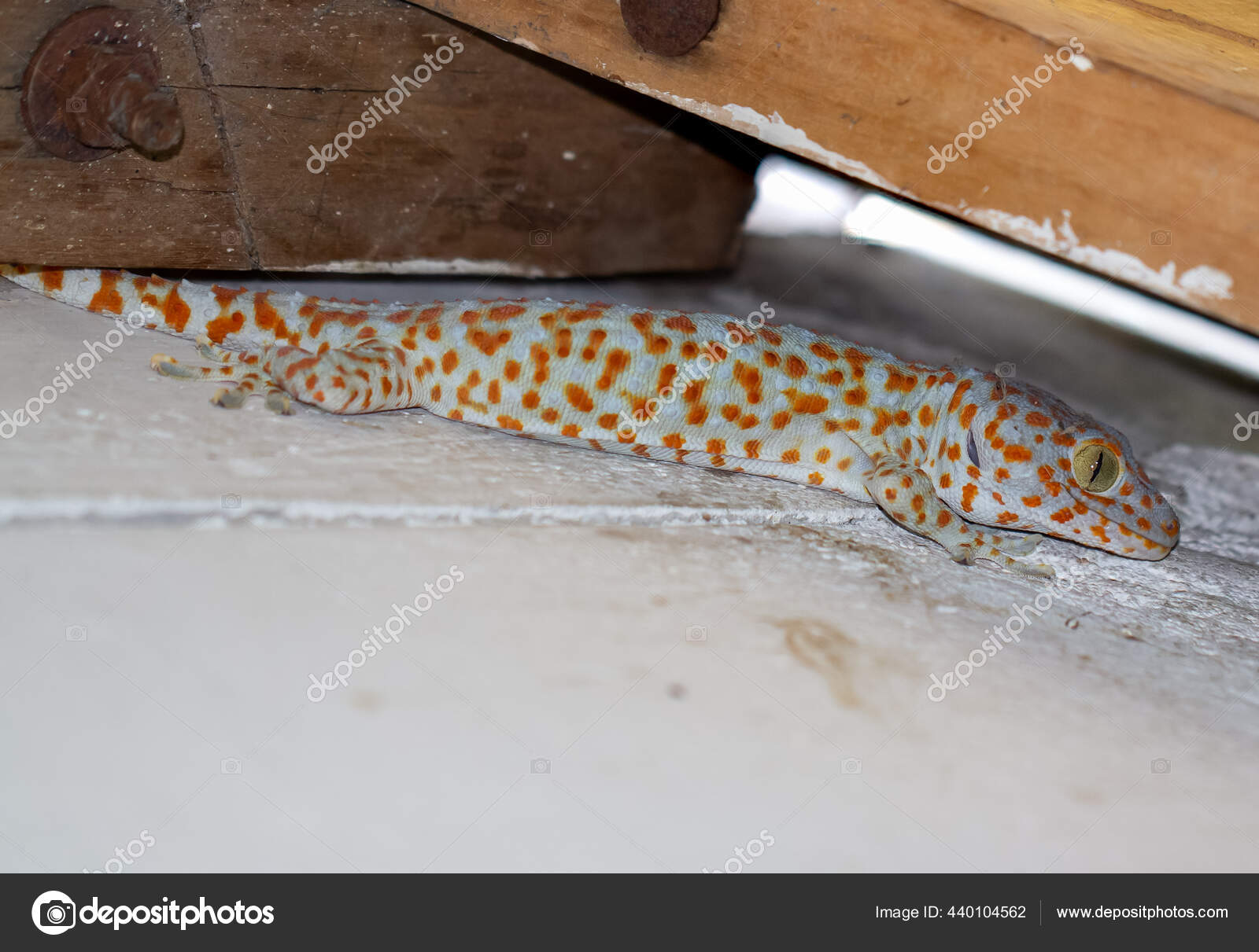 Orange Polka Dot Gecko Clings Bathroom Ceiling — Stock Photo © De19 ...