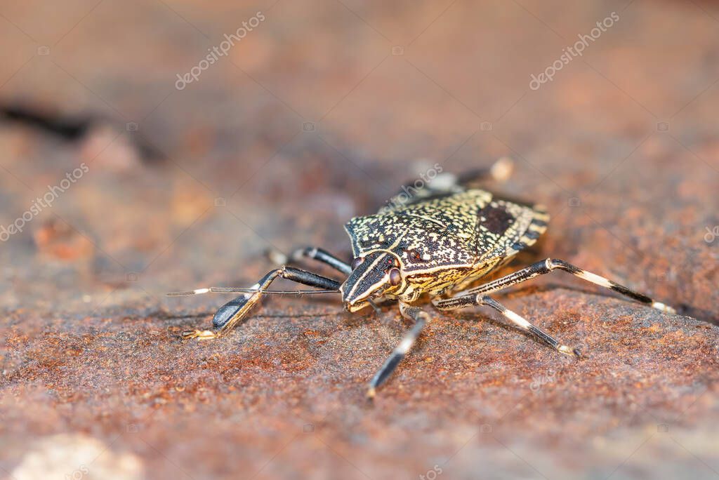 Halyomorpha halys, un insecto blanco con manchas negras en una placa de ...