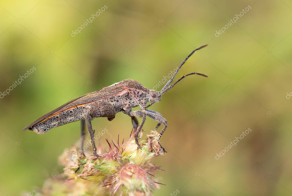sweet Potato bug (Physomerus grossipes), El insecto de color marrón ...