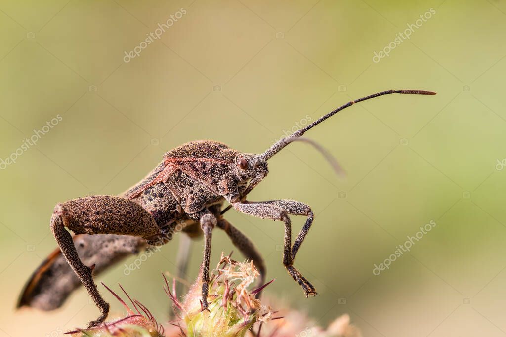 sweet Potato bug (Physomerus grossipes), El insecto de color marrón ...